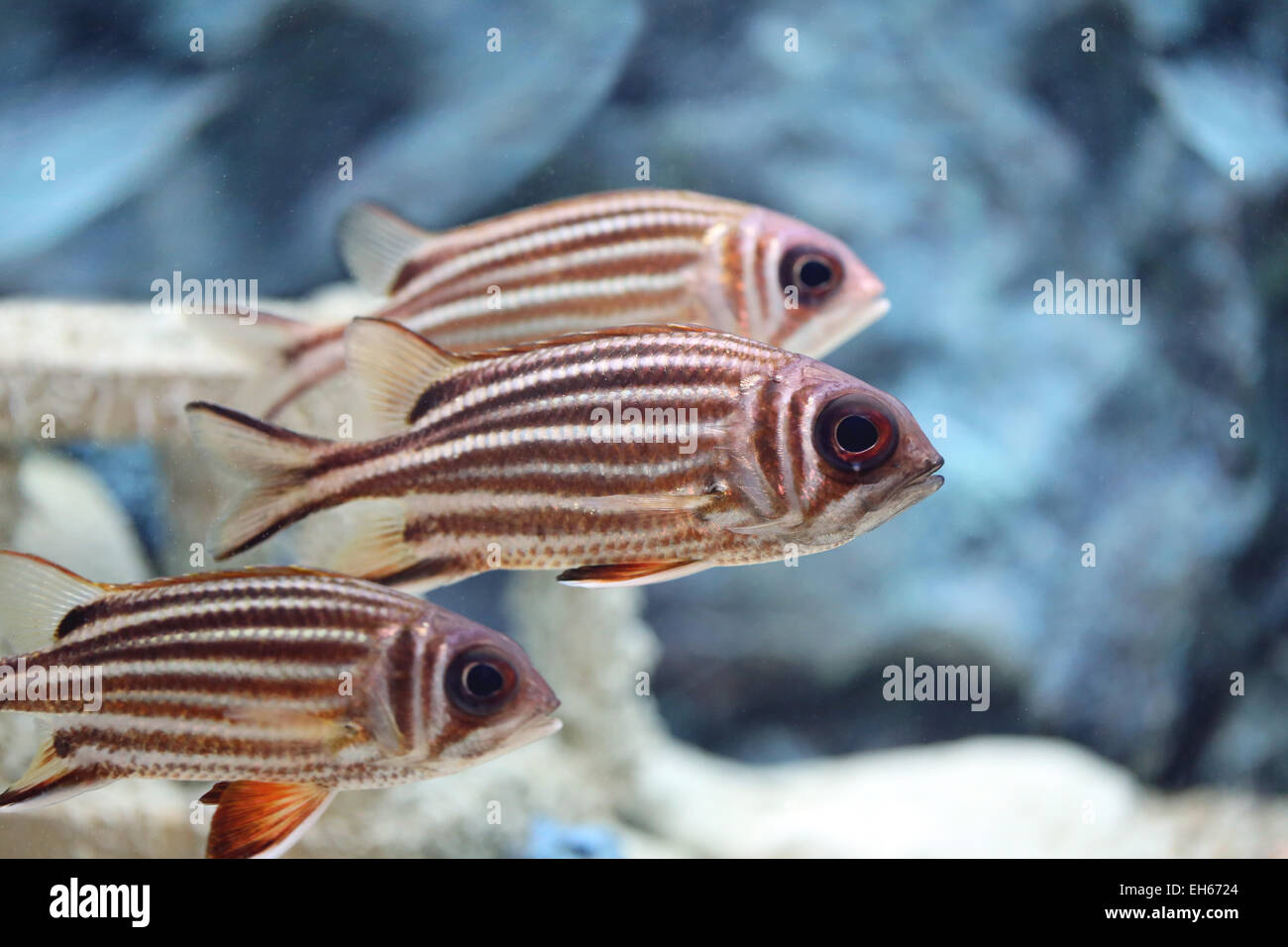 Purple spotted bigeye hi-res stock photography and images - Alamy