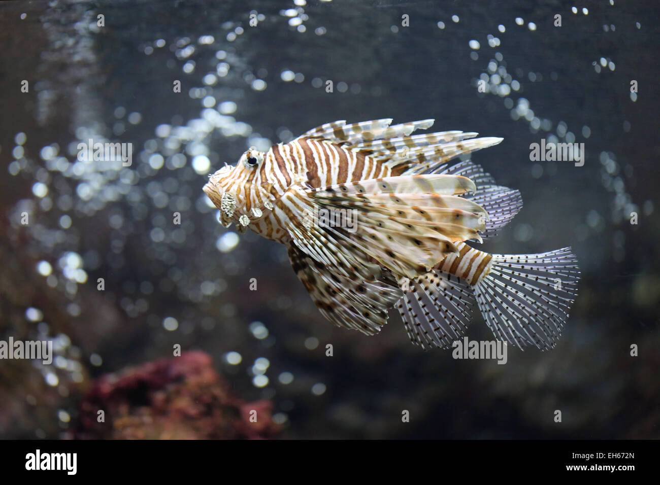 Dangerous fish hi-res stock photography and images - Alamy