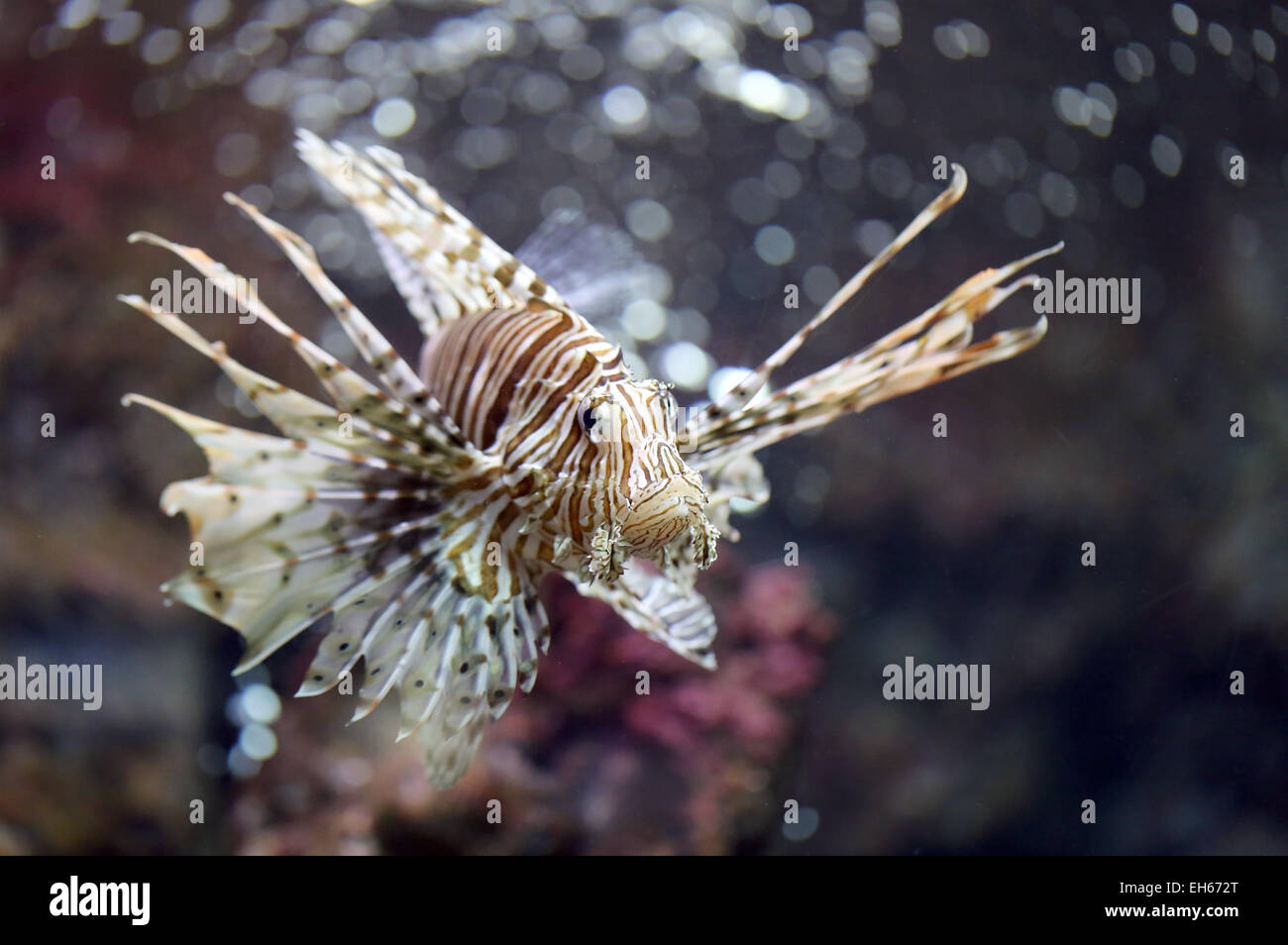 Focus the Lionfish and dangerous fish in the sea Stock Photo - Alamy