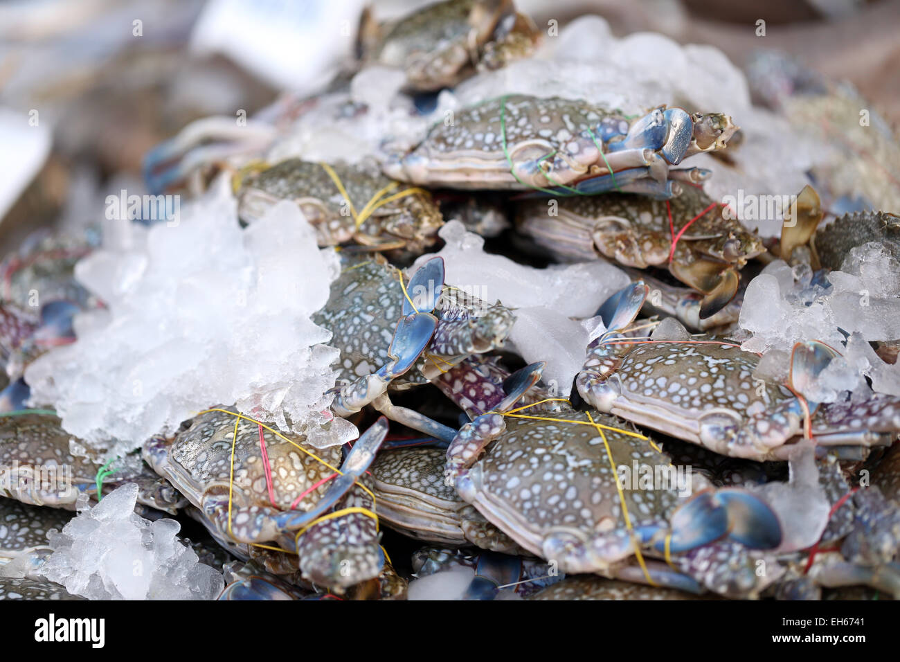 Fresh crab on the market for cooking Stock Photo - Alamy