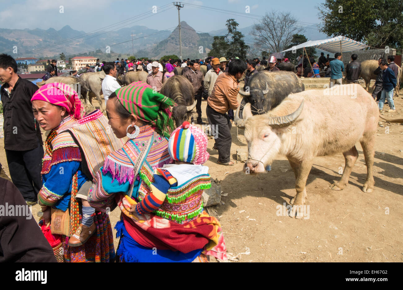 Bac Ha Sunday Market famed for buffalo selling near Lao Cai, and Sa Pa ...