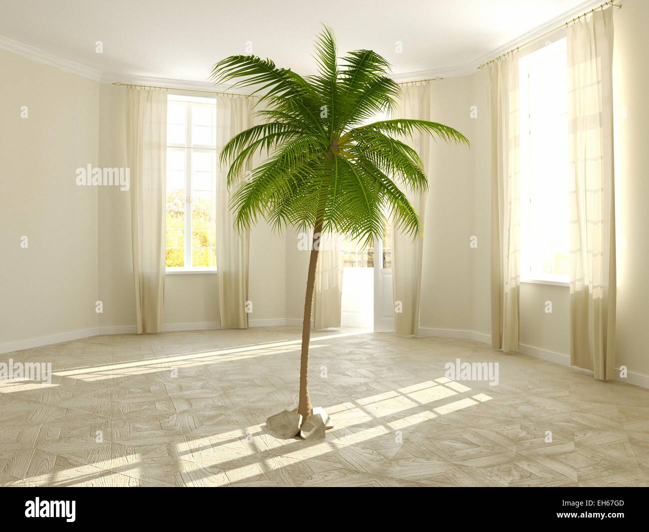 tropical plant palm tree growing in a house Stock Photo - Alamy