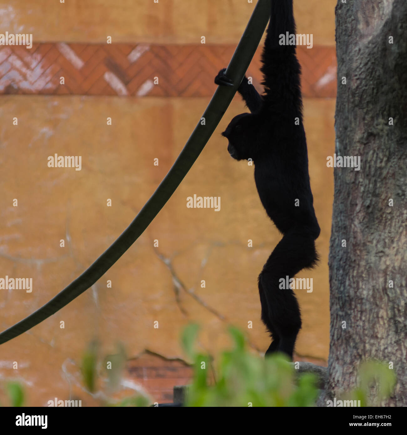 Monkey hanging from tree hi-res stock photography and images - Alamy