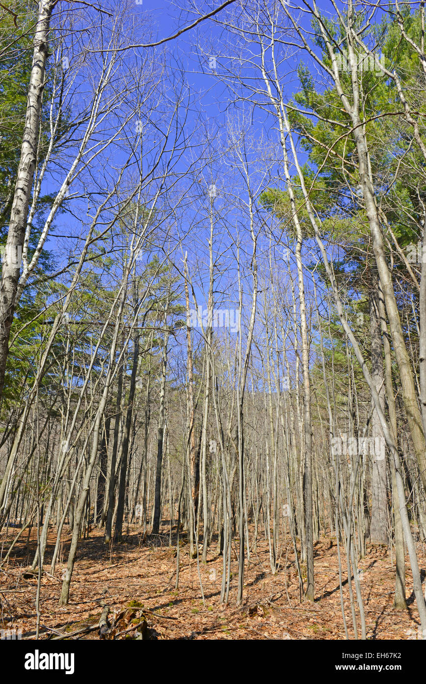 Bare trees in deciduous forest in New England woods Stock Photo - Alamy