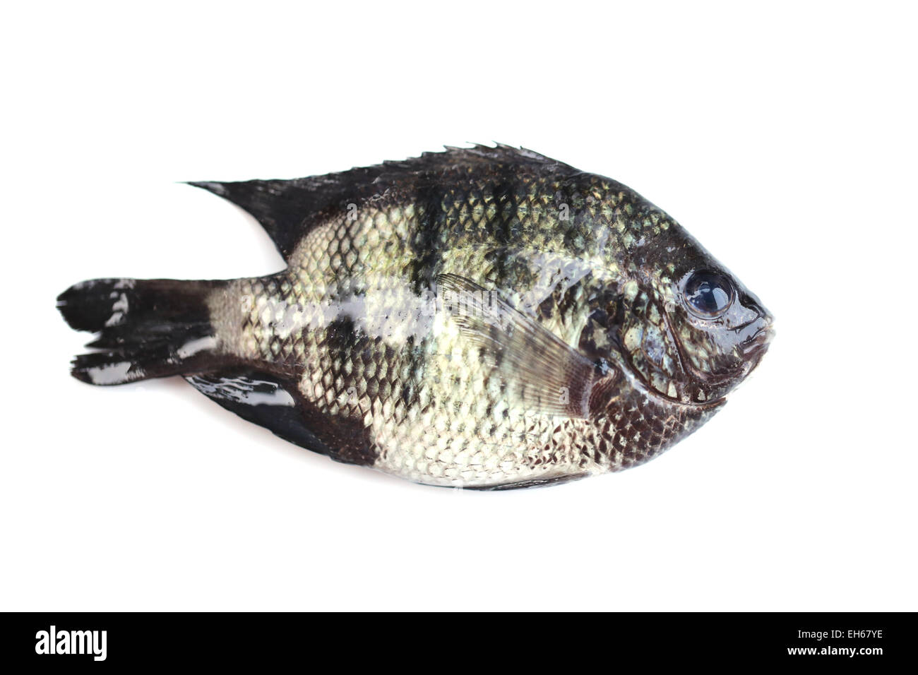 sea fish isolated on white background Stock Photo - Alamy