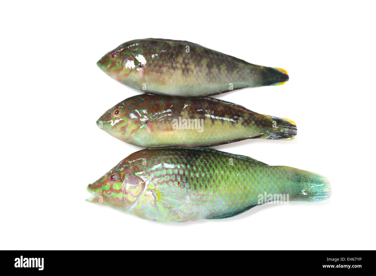 sea fish isolated on white background Stock Photo - Alamy