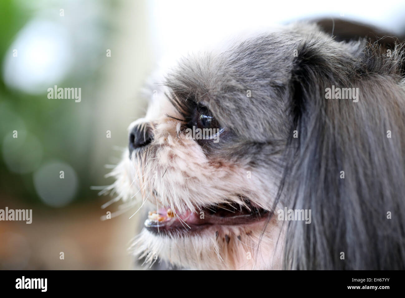 Focus on dog hi-res stock photography and images - Alamy