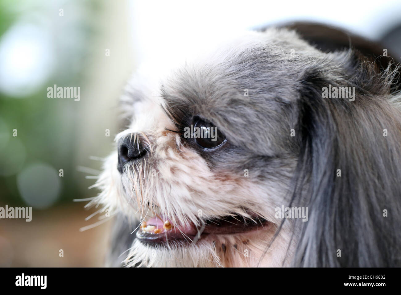 Shih tzu dog hi-res stock photography and images - Alamy