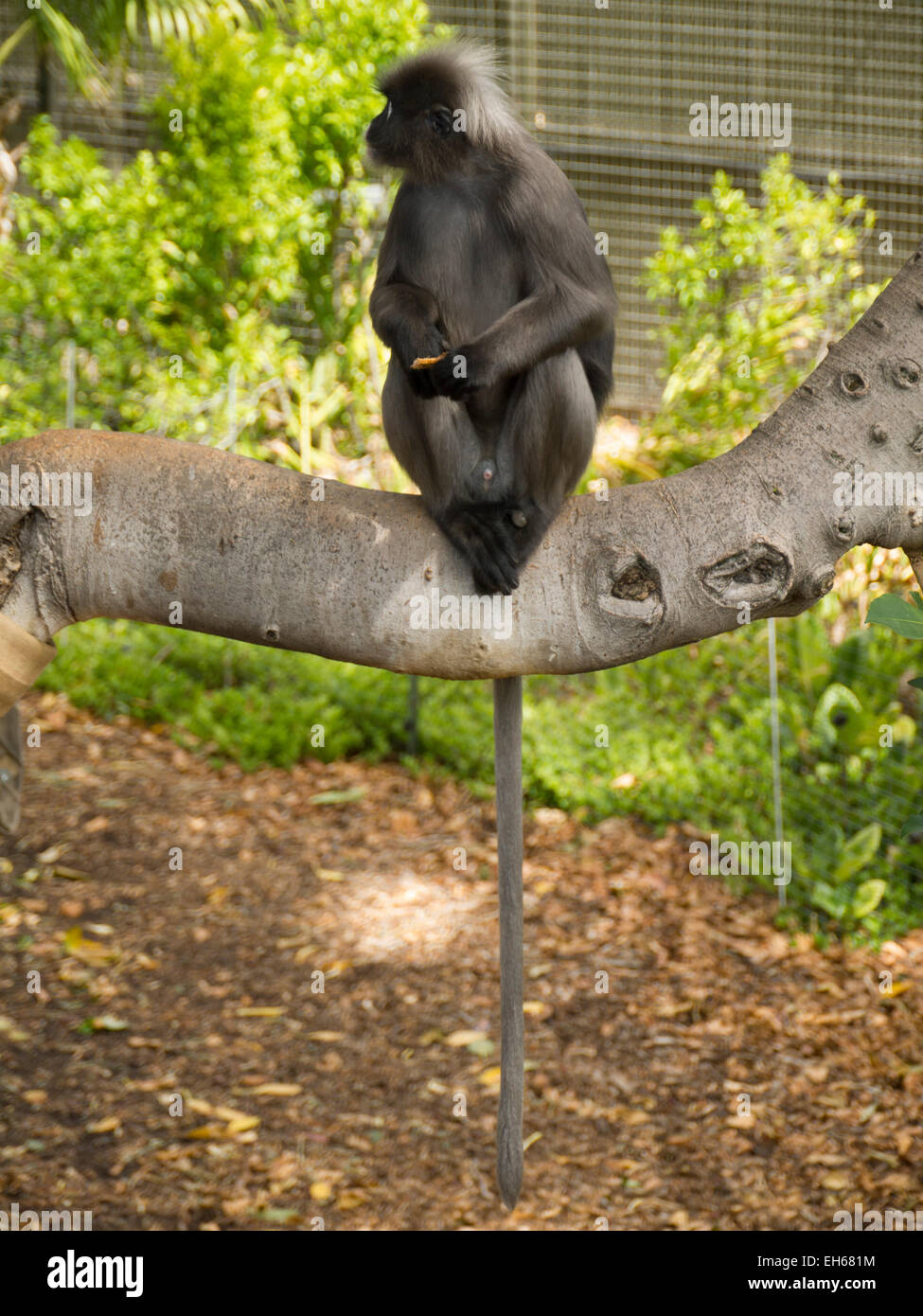 Dusky leaf monkey, Adelaide Zoo Stock Photo - Alamy