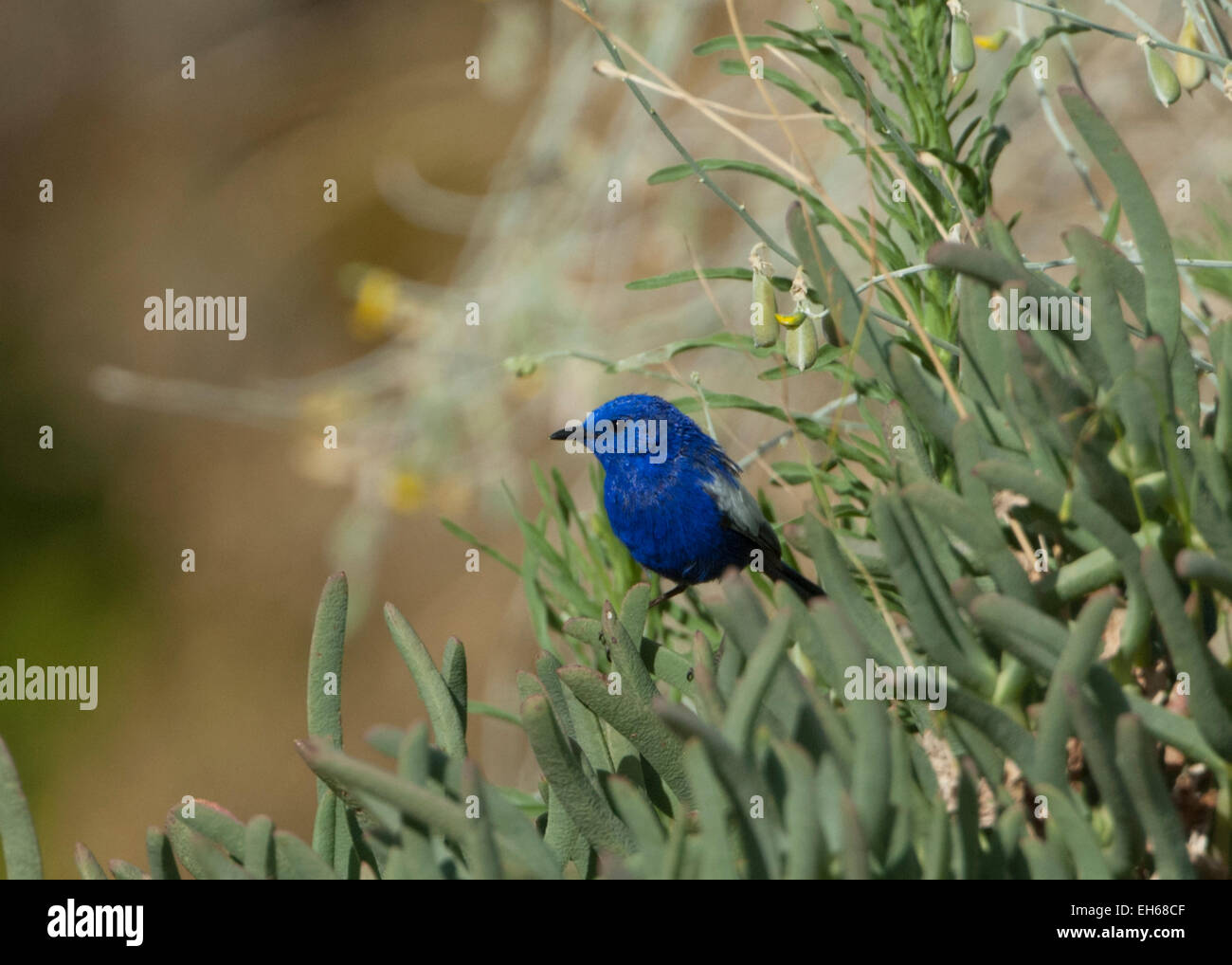 White-winged Fairy-wren (Malurus leucopterus), Port Augusta, South ...