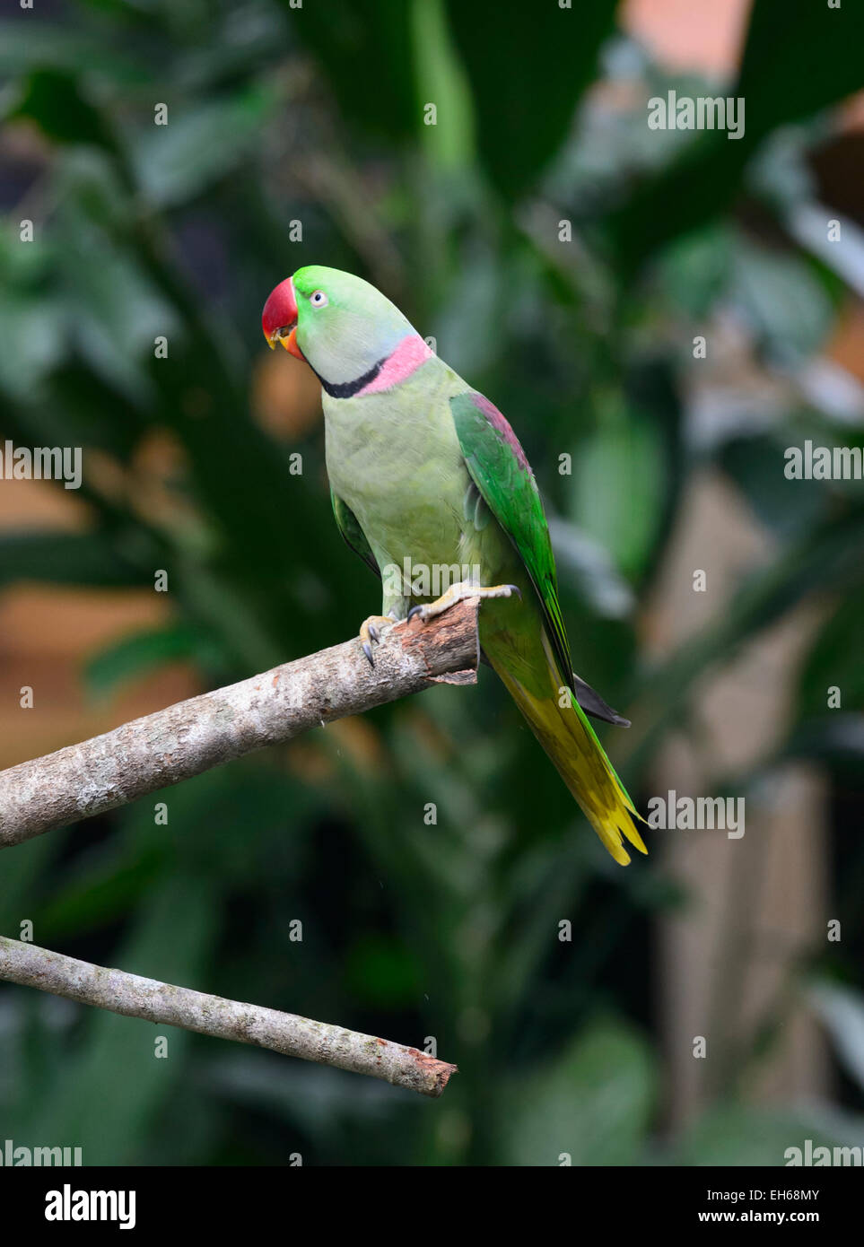 Alexandrine hi-res stock photography and images - Alamy