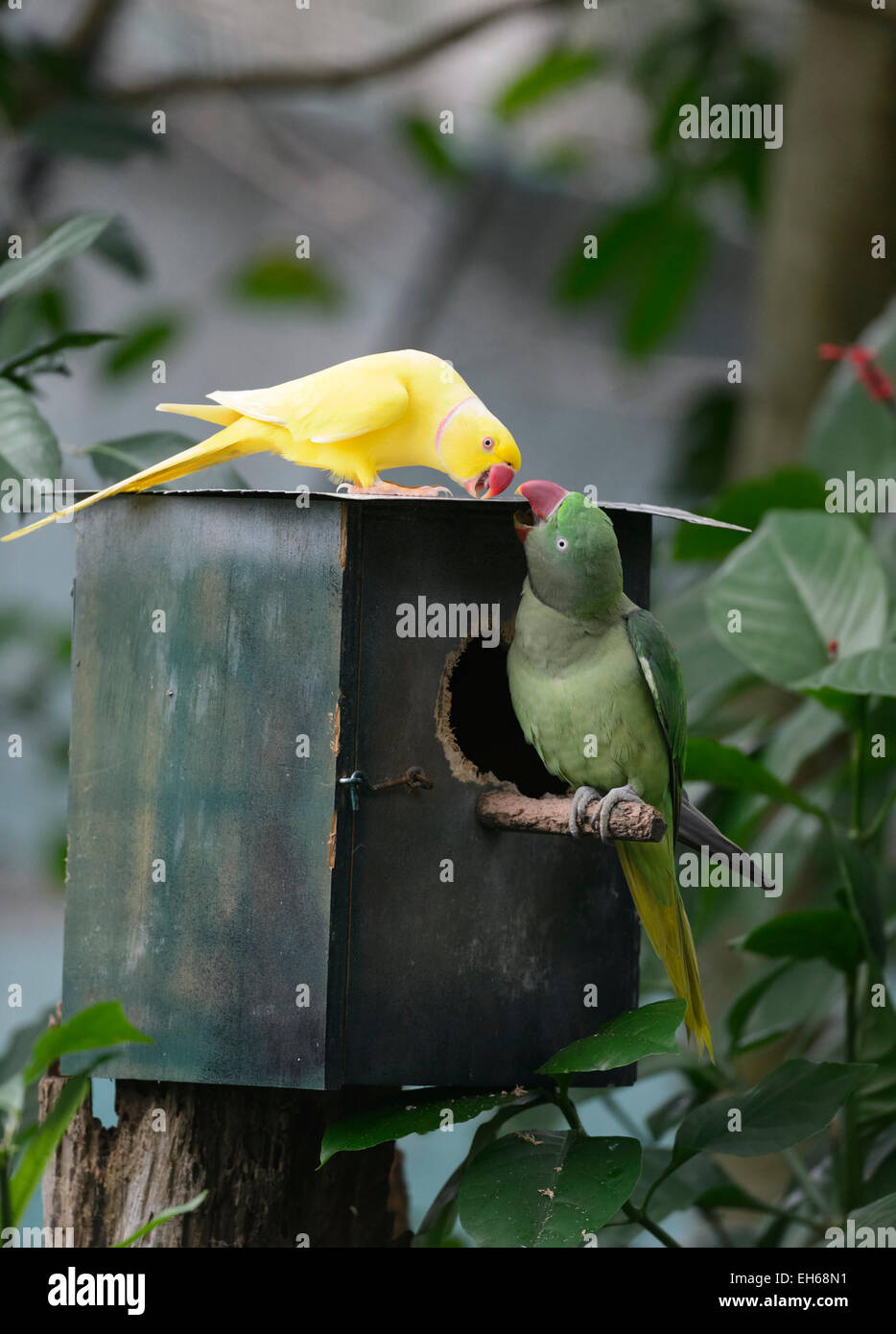 Parrot Alexandrine Alexandrine Parakeet Philips Animal Garden