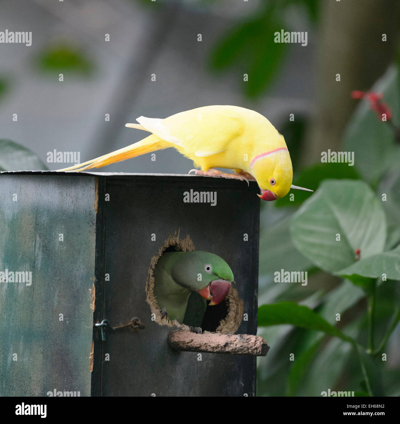 Alexandrine Parrots (Psittacula eupatria Stock Photo - Alamy