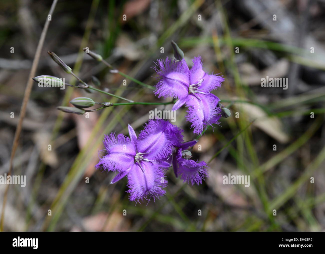 Fringe lily hi-res stock photography and images - Alamy