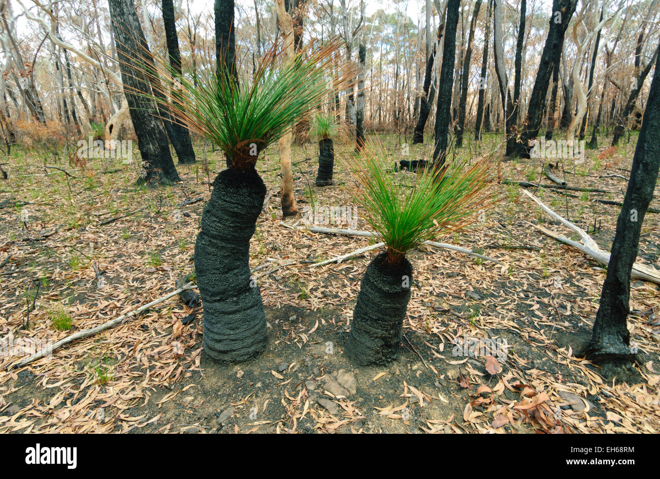 Blackboys damaged by fire, Morton National Park, New South Wales, NSW ...