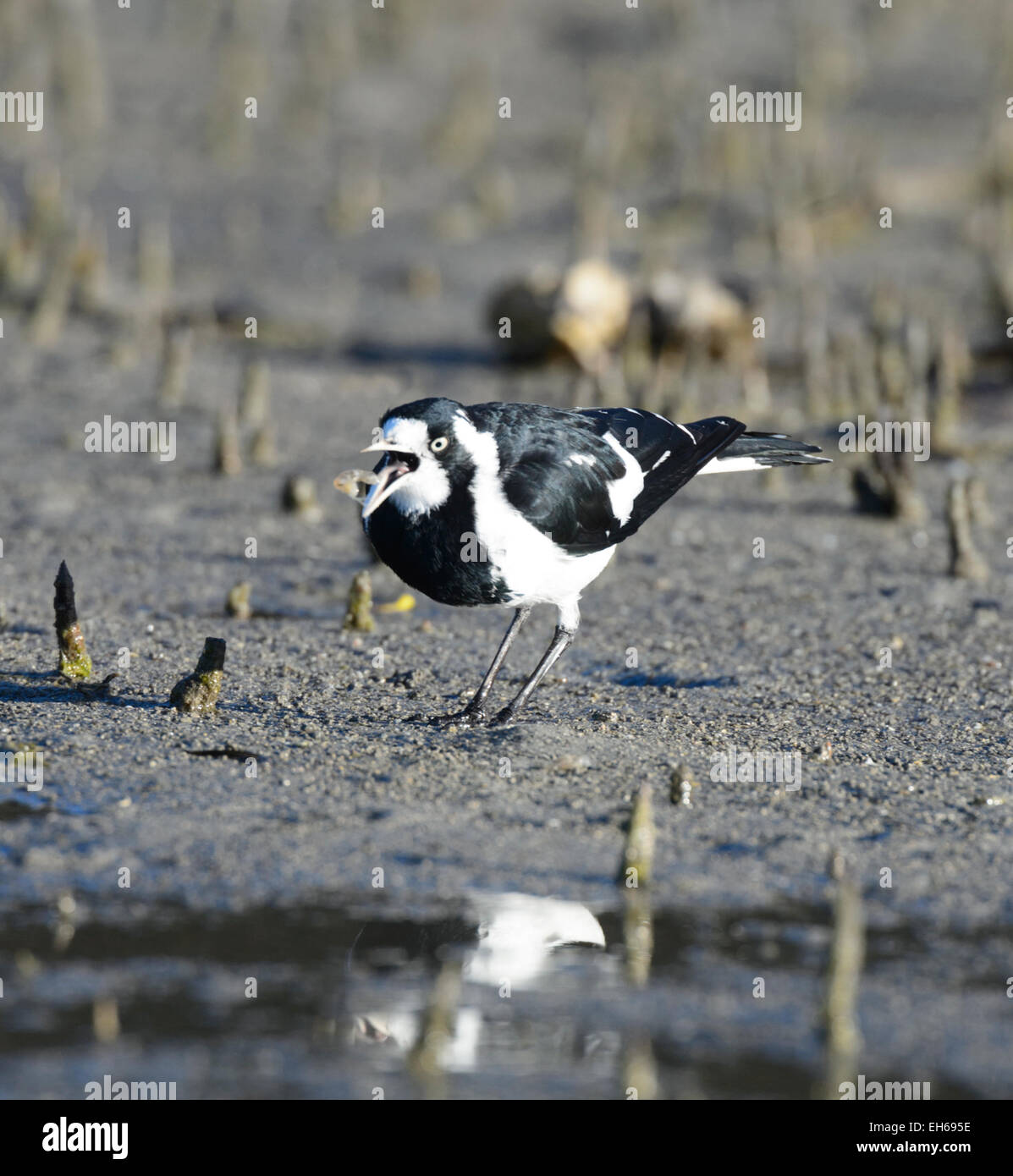 Magpie Lark (Grallina cyanoleuca), Royal National Park, New South Wales ...