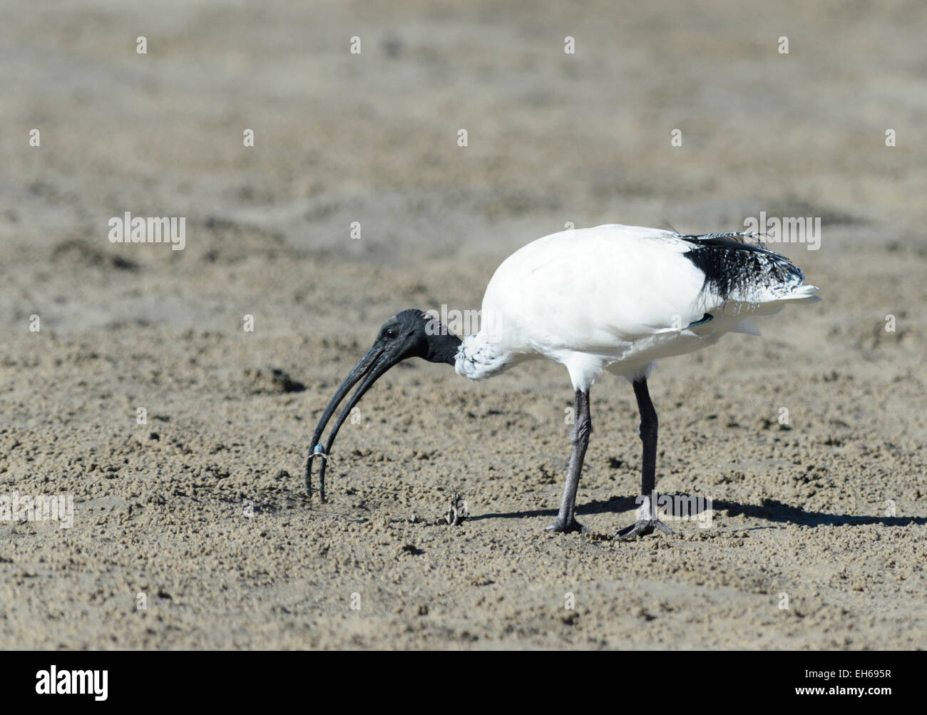 Australian Ibis Bird High Resolution Stock Photography and Images - Alamy