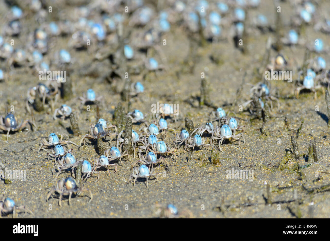 Light-blue soldier crab migration (Mictyris longicarpus), New South ...