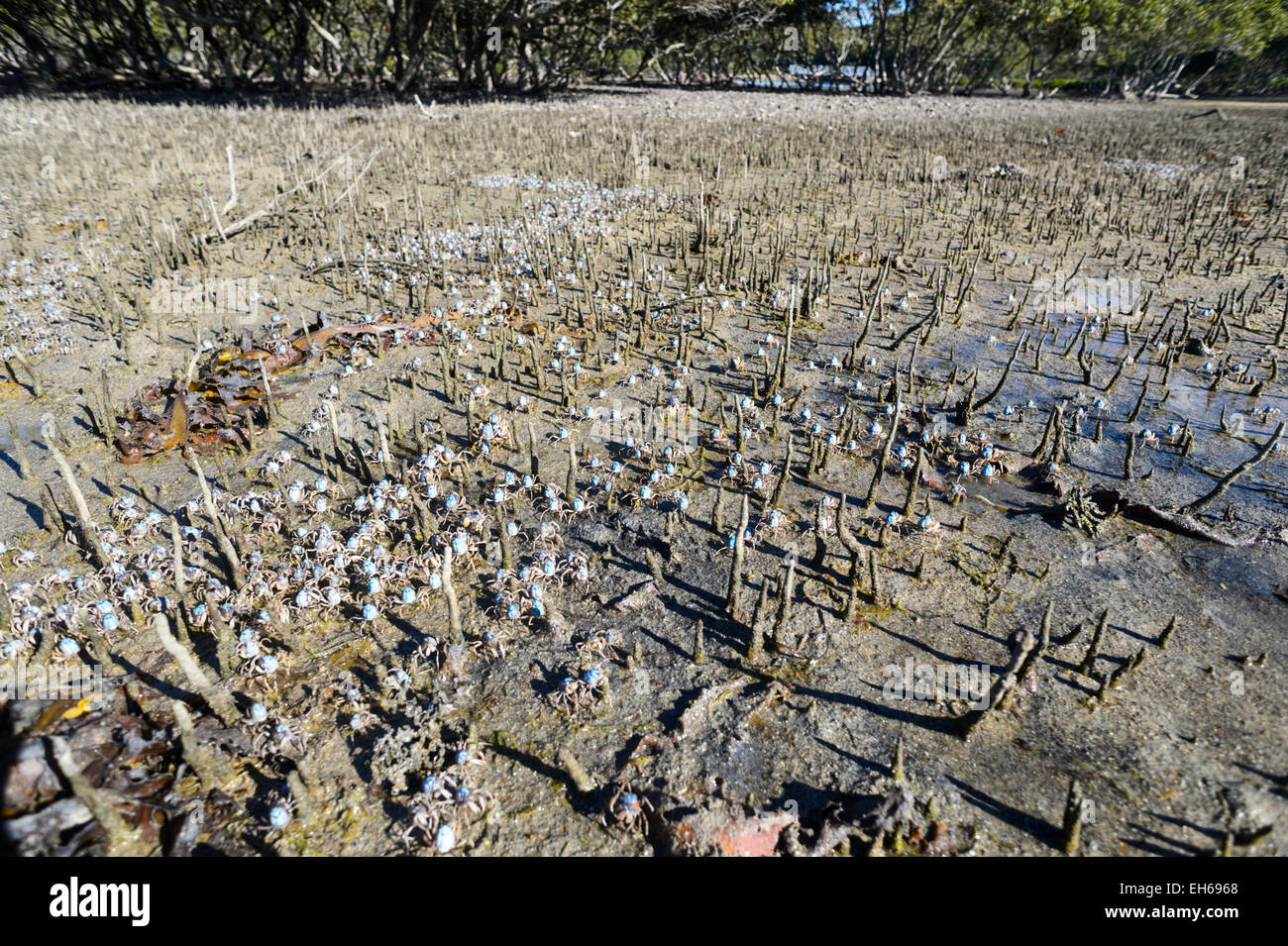 Light-blue soldier crab migration (Mictyris longicarpus), New South ...