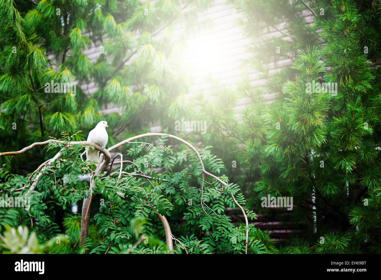 White dove sitting in tree hi-res stock photography and images - Alamy