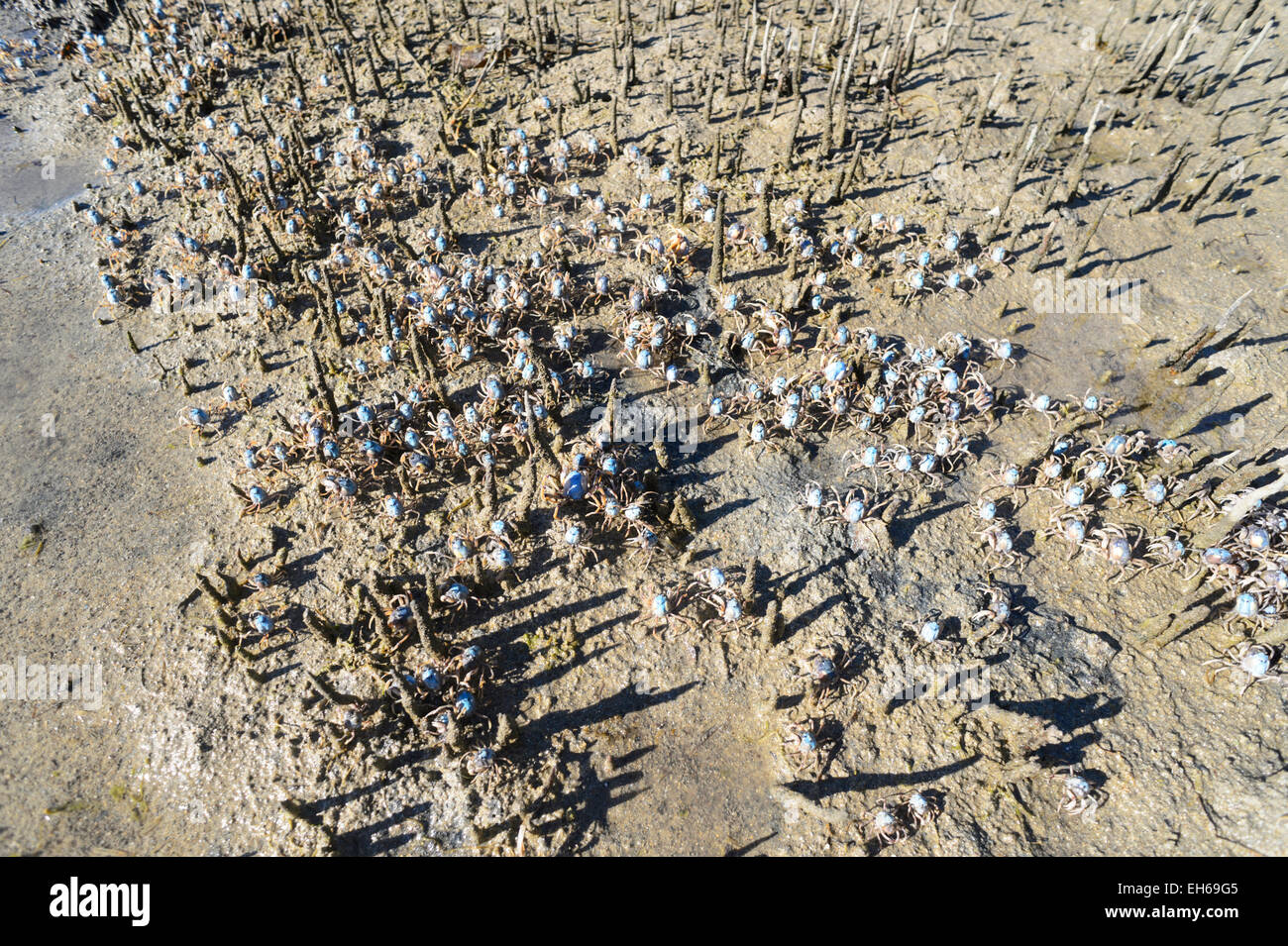 Light-blue soldier crab migration (Mictyris longicarpus), New South ...