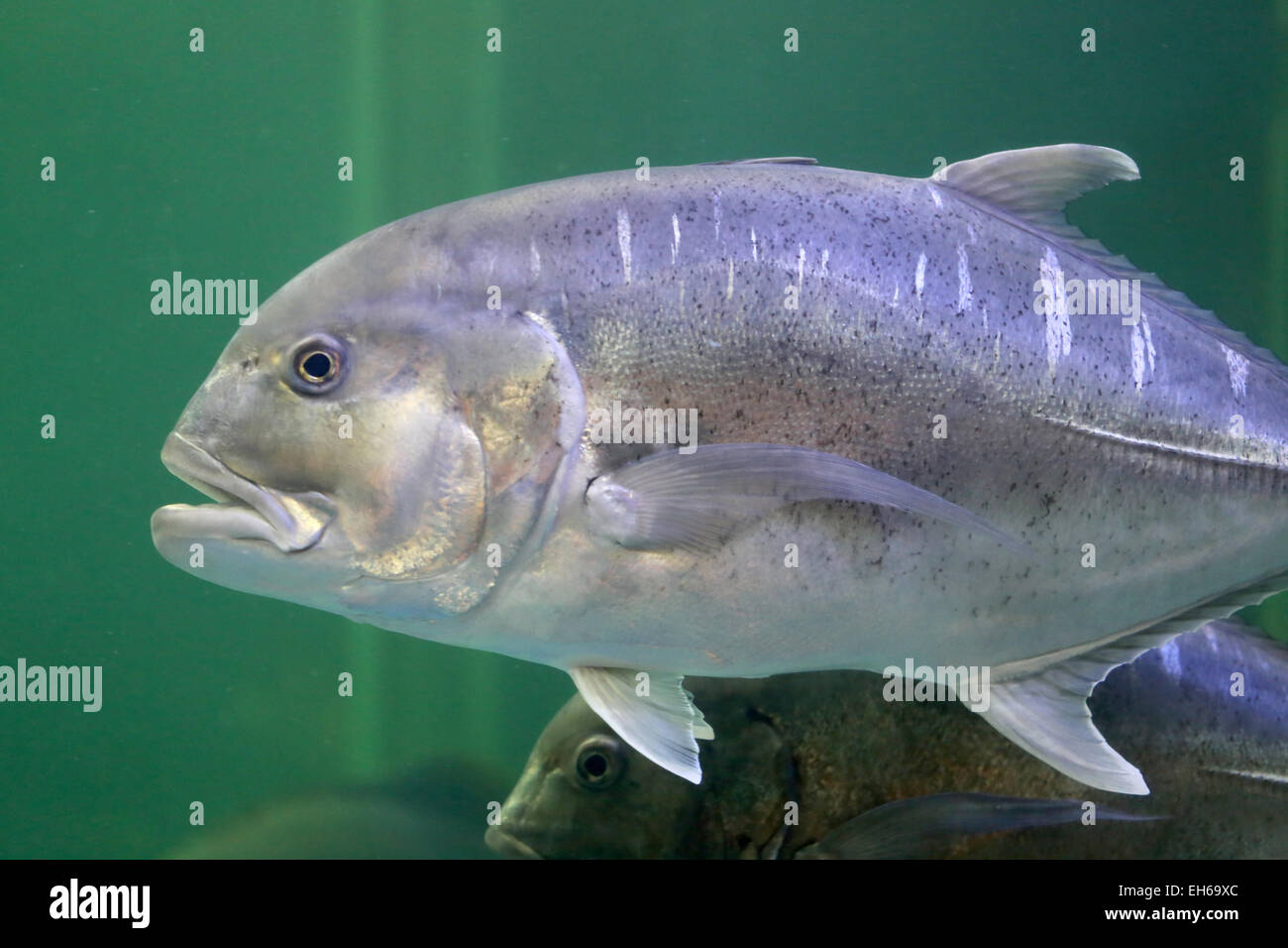Giant trevally fish in a Aquarium Stock Photo - Alamy