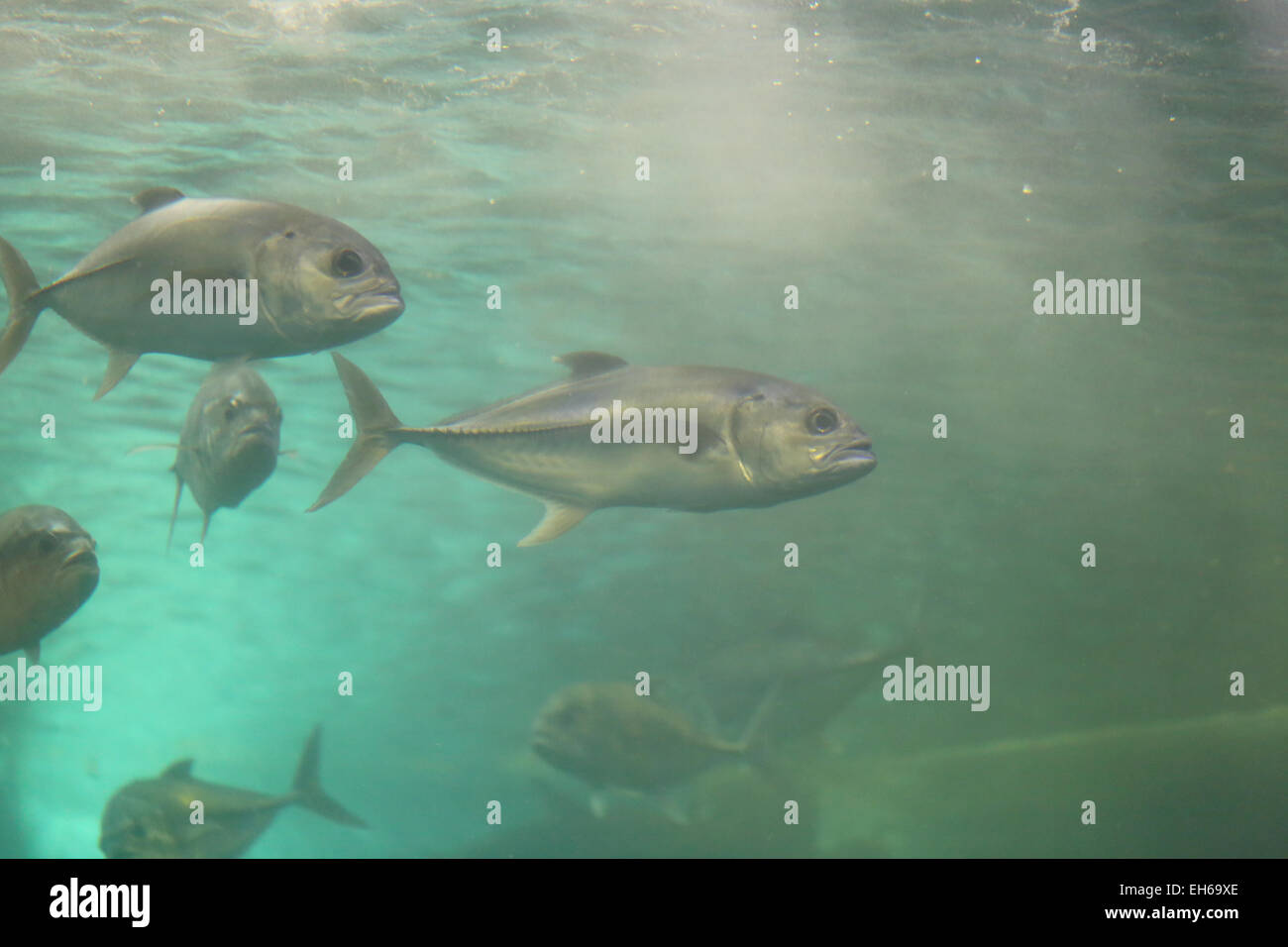 Giant trevally fish in a Aquarium Stock Photo - Alamy