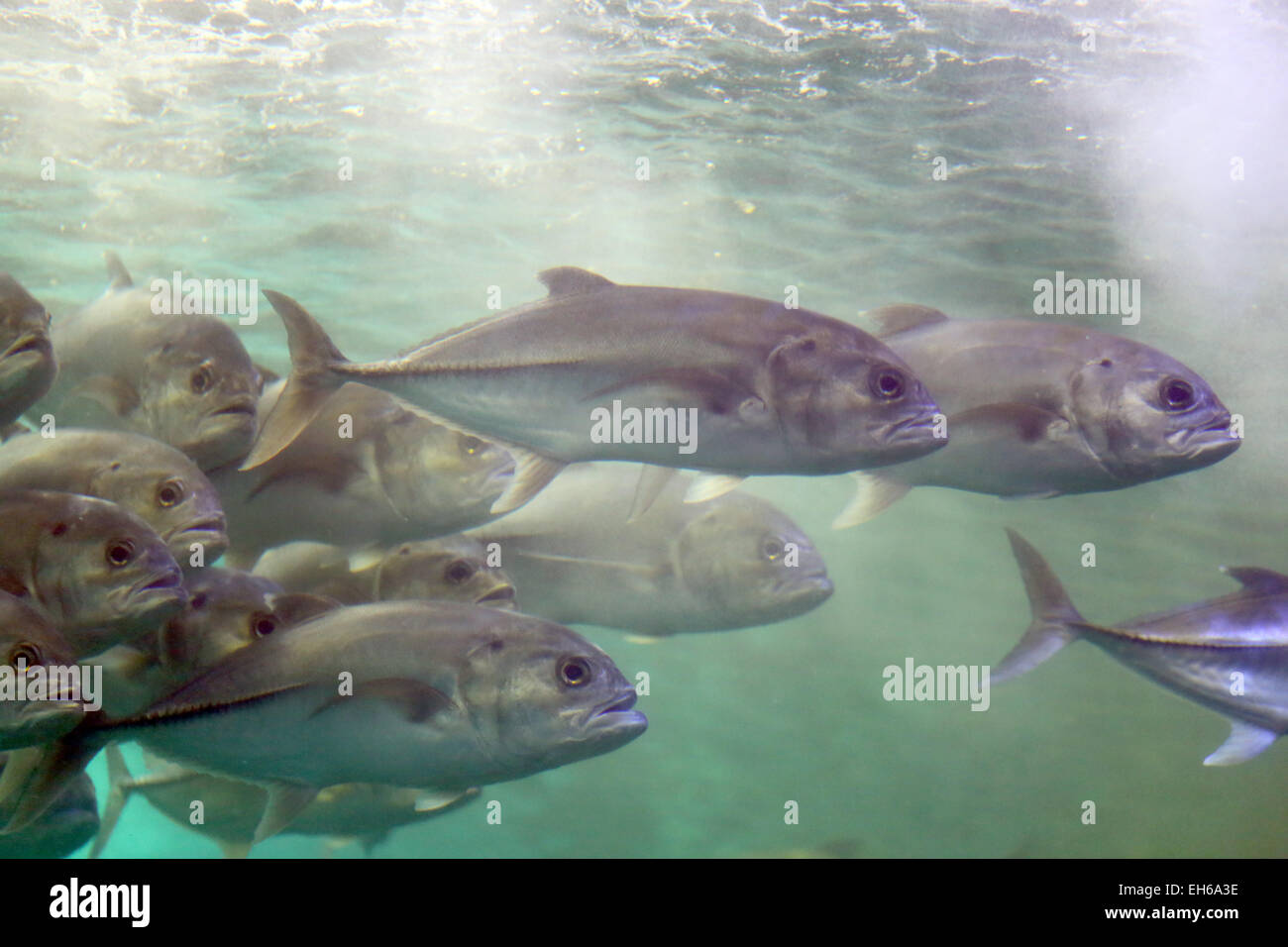 Giant trevally fish in a Aquarium Stock Photo - Alamy