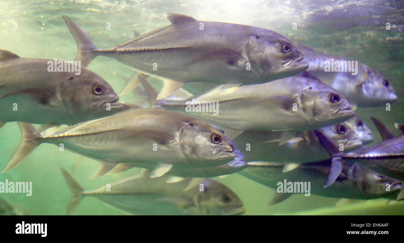 Giant trevally fish hi-res stock photography and images - Alamy