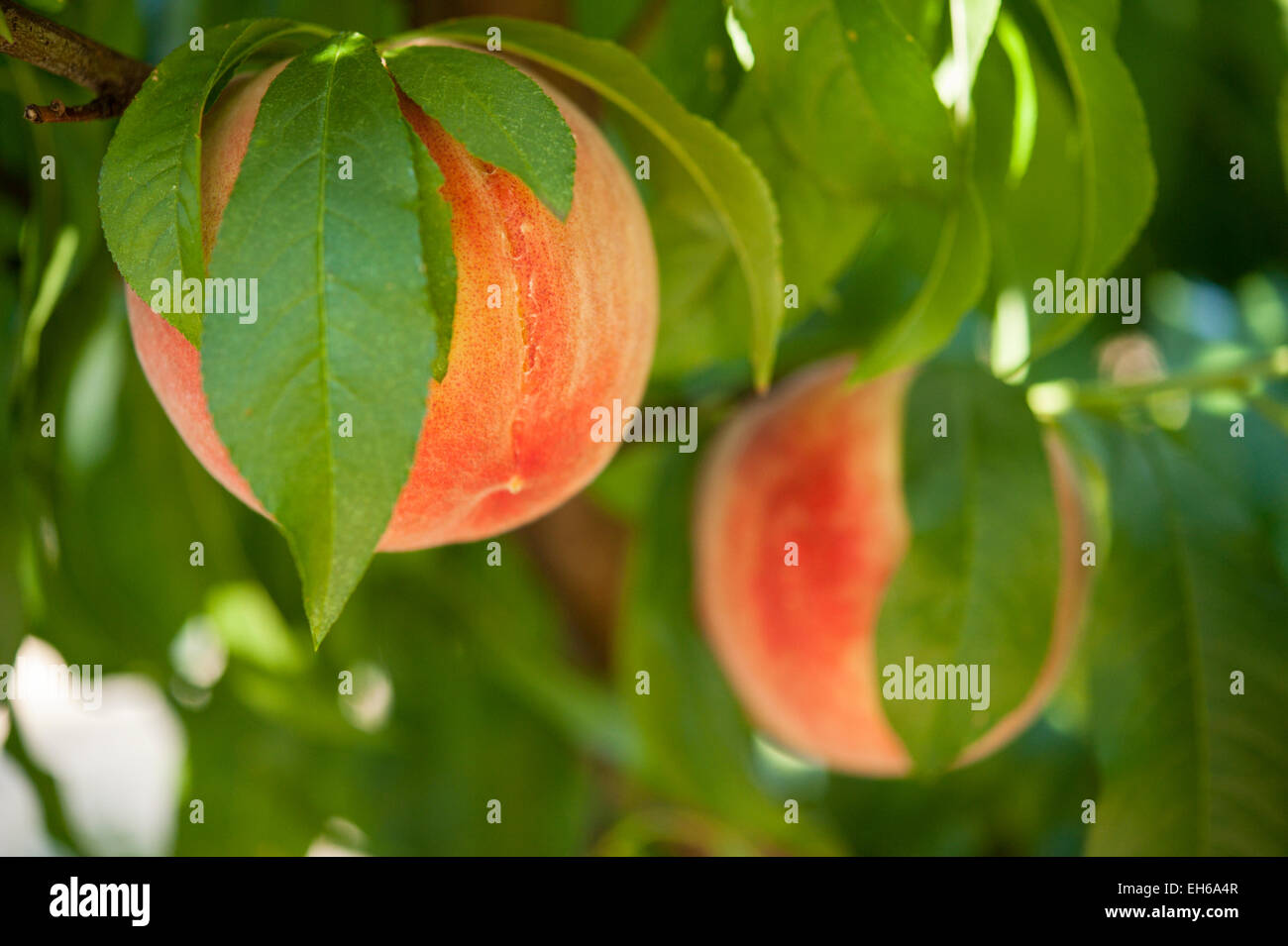 Peaches growing in summer in the Adelaide Hills, South Australia Stock ...