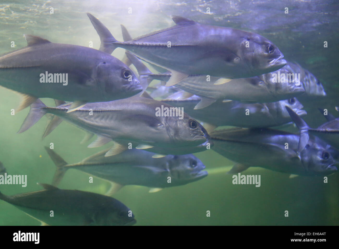 Giant trevally fish hi-res stock photography and images - Alamy