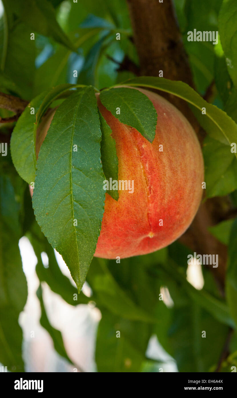 Peaches growing in summer in the Adelaide Hills, South Australia Stock ...