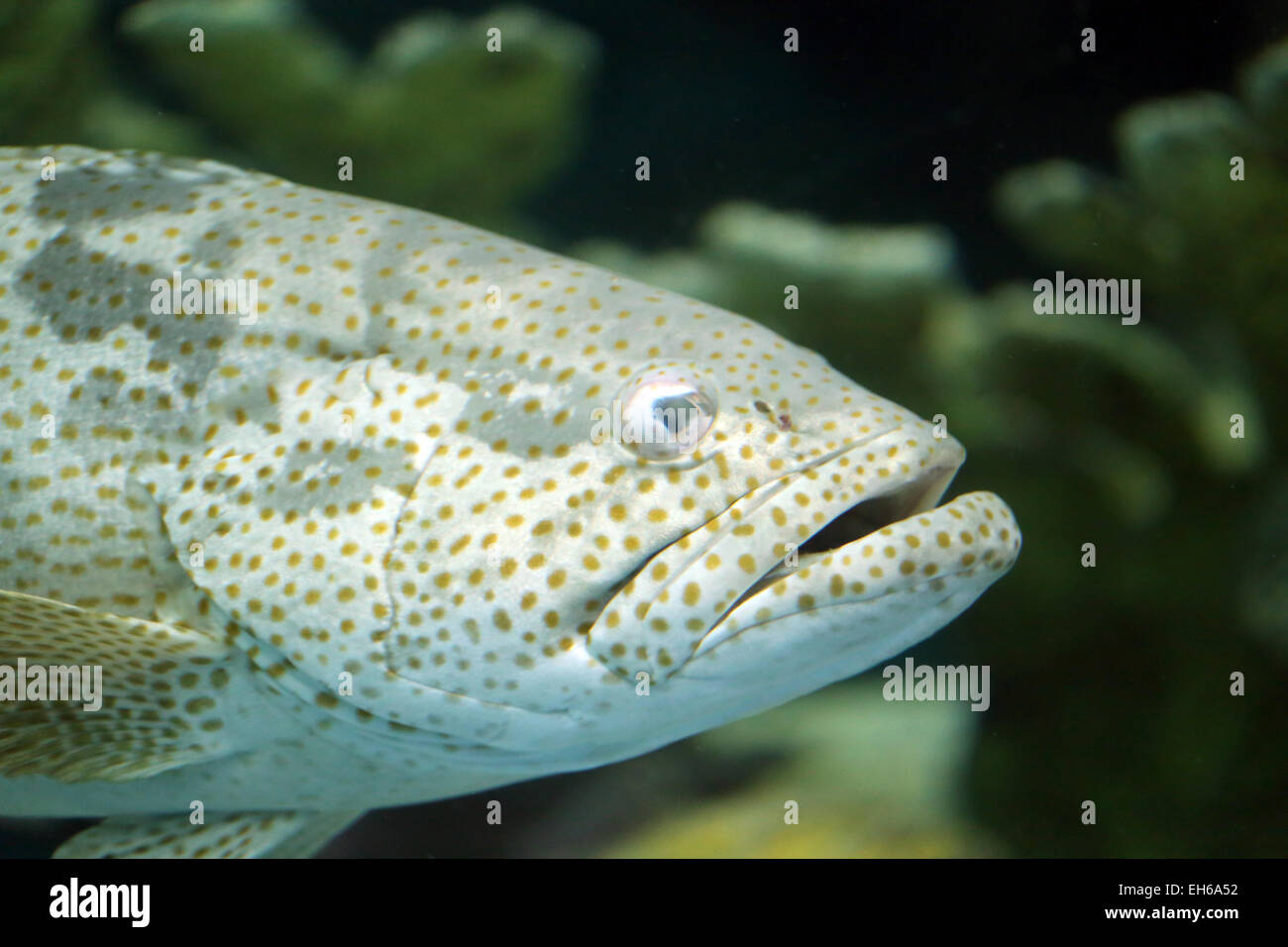 head of grouper fish in a Aquarium Stock Photo - Alamy