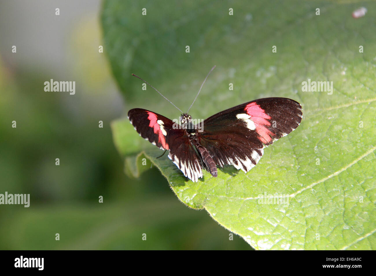 Red Postman aka Crimson-patched Longwing (Heliconius erato ...