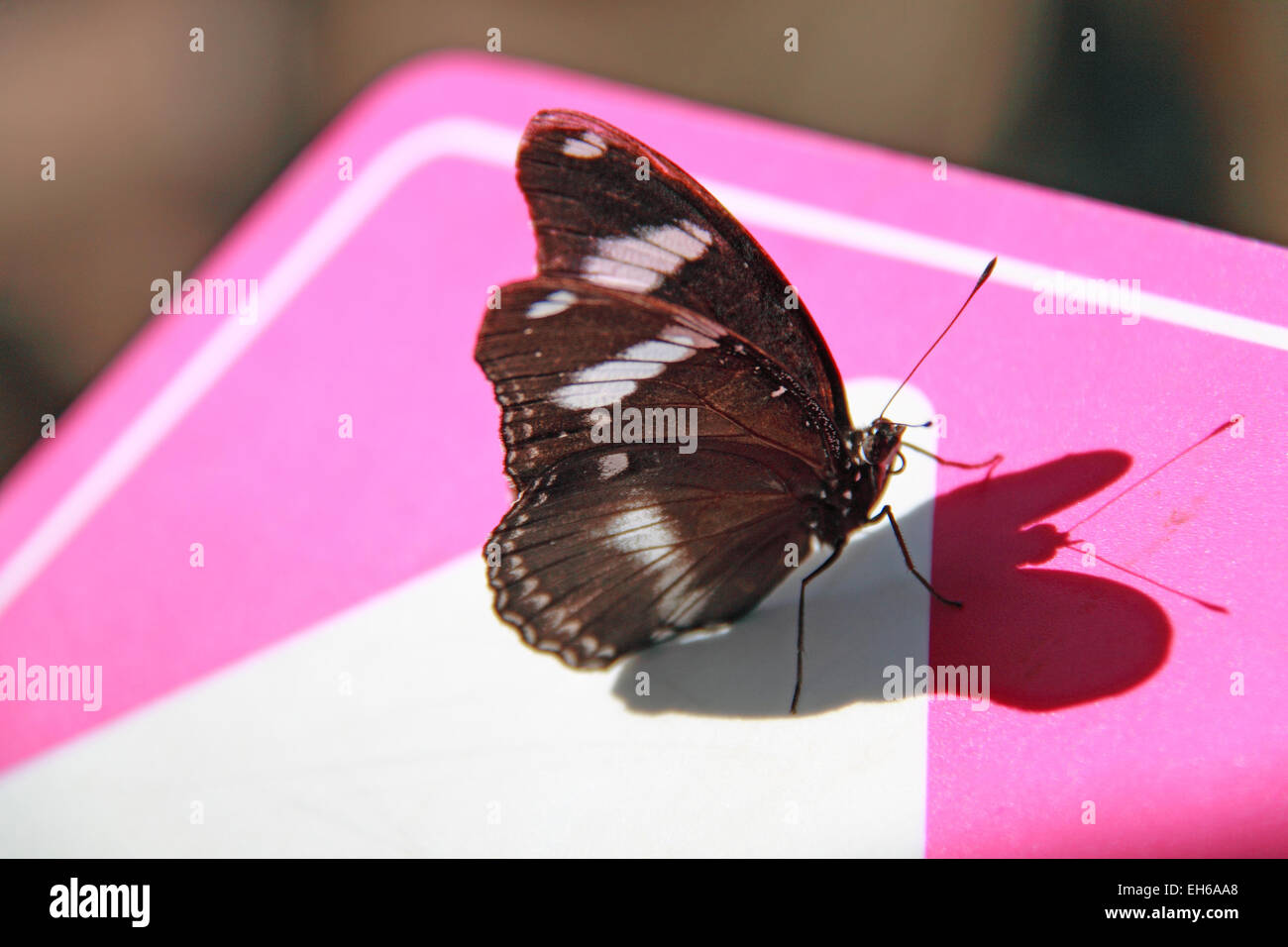 Common Sergeant (Athyma perius). Butterflies in the Glasshouse 2015 ...