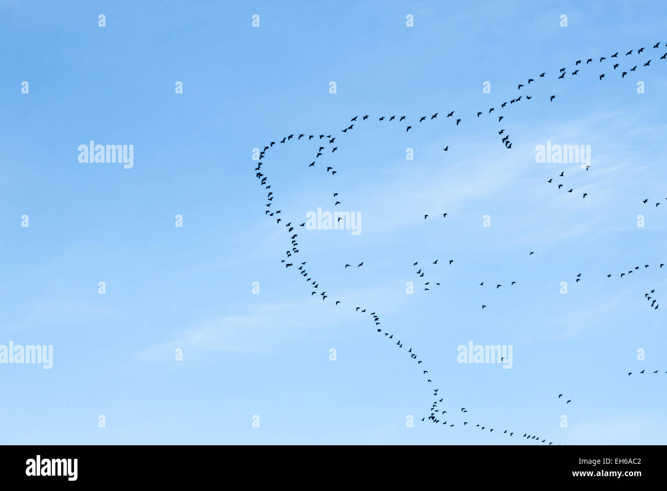 North south migration birds hi-res stock photography and images - Alamy