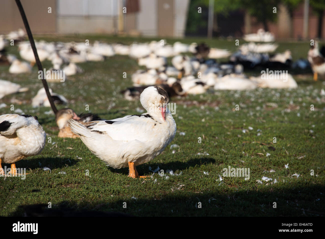 White and black ducks at a duck farm, kept outdoors for grazing ...