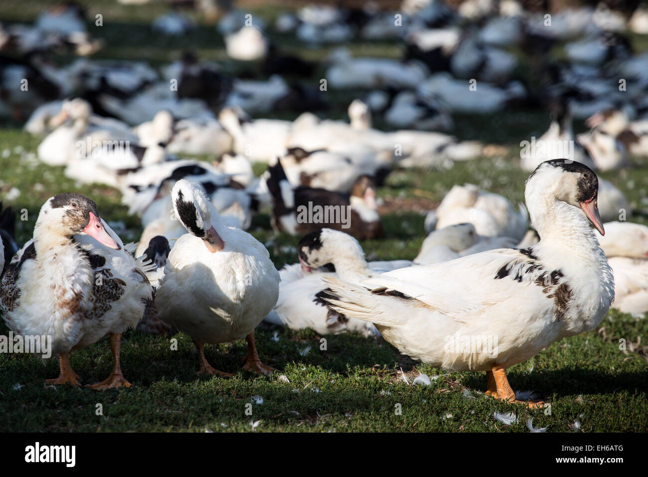 Black And White Farm Duck