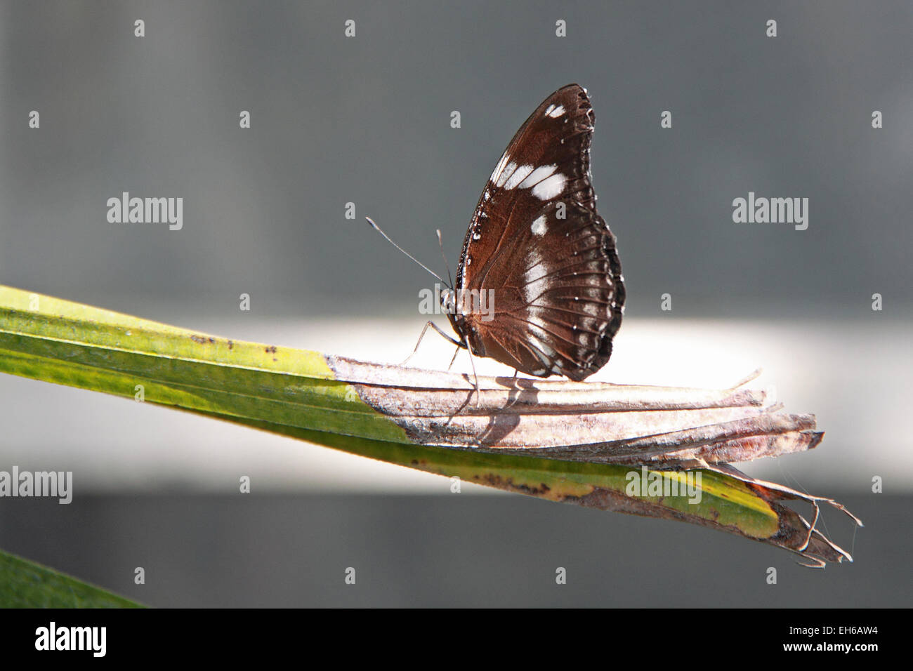 Common Sergeant (Athyma perius). Butterflies in the Glasshouse 2015 ...