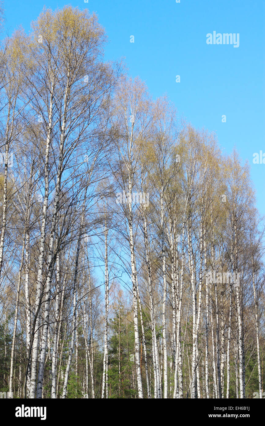 Beautiful spring trees in park Stock Photo - Alamy