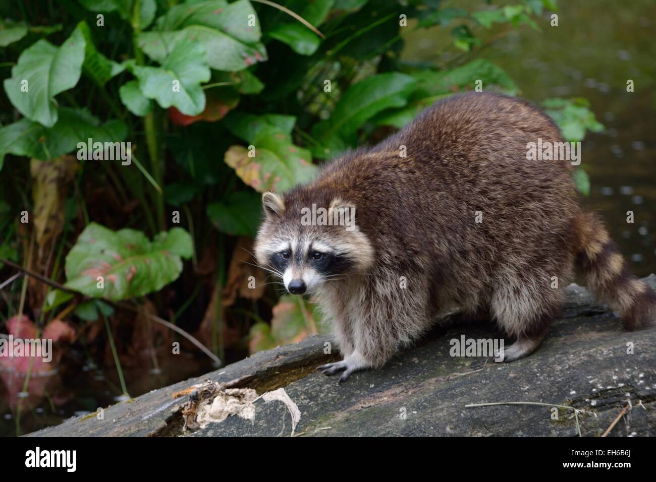 raccoon in the wilderness sitting on a root Stock Photo - Alamy