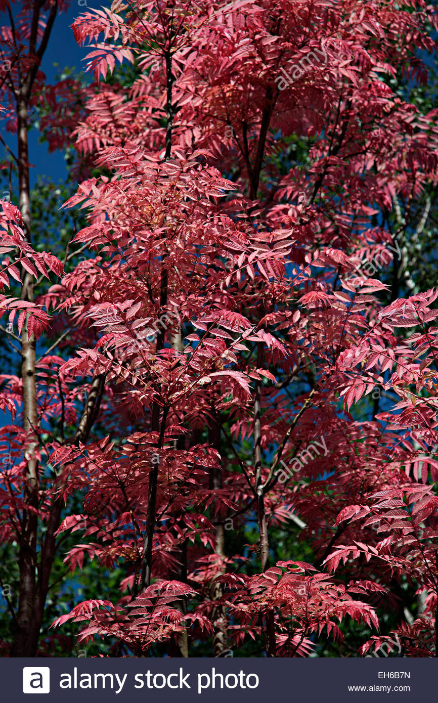 Toona Sinensis Stock Photos & Toona Sinensis Stock Images - Alamy