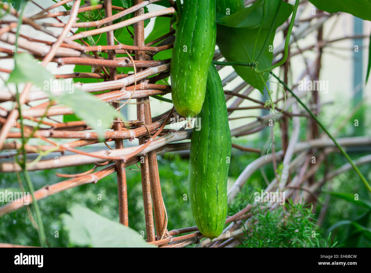 Cucumber frame hi-res stock photography and images - Alamy
