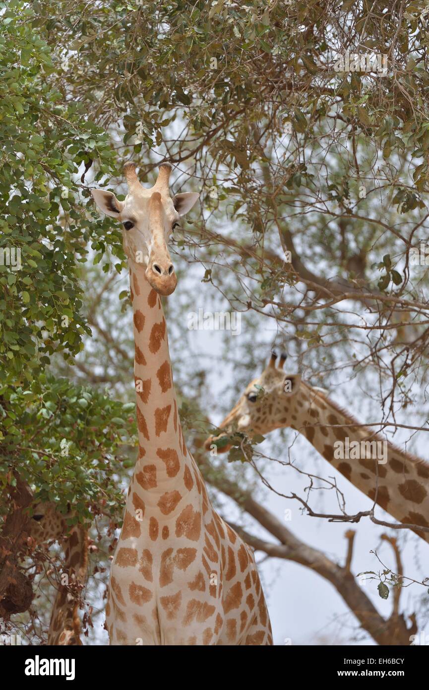 West African Giraffe - Niger Giraffe (Giraffa camelopardalis peralta ...