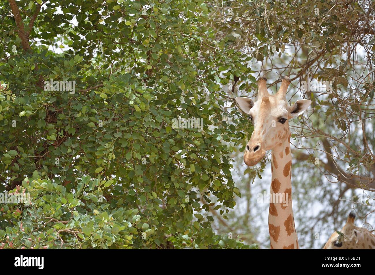 West African Giraffe - Niger Giraffe (Giraffa camelopardalis peralta ...