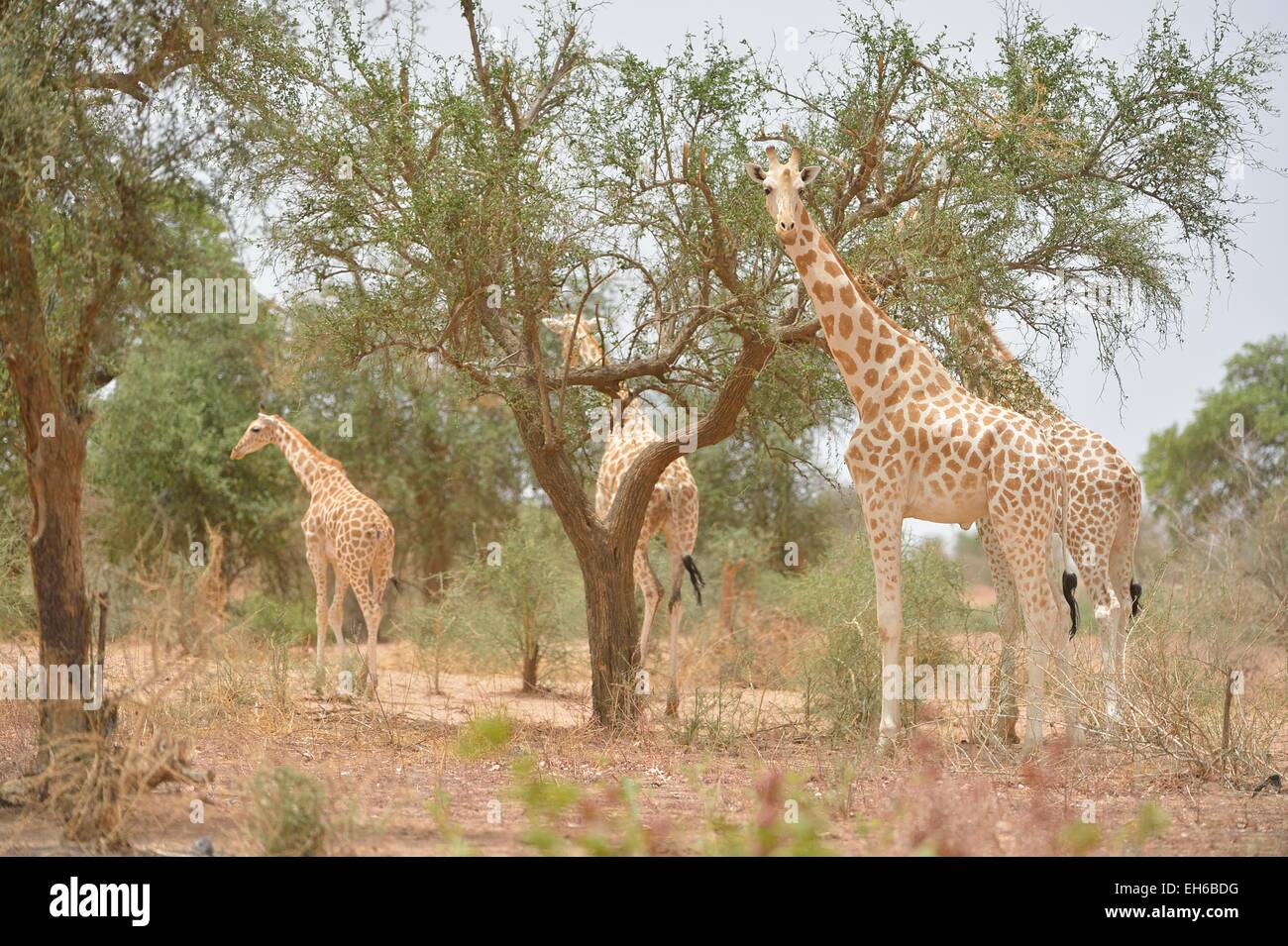 West African Giraffe - Niger Giraffe (Giraffa camelopardalis peralta ...