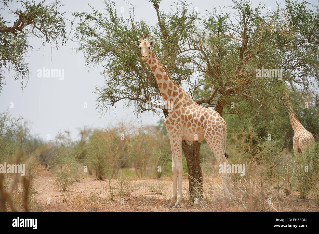 West African Giraffe - Niger Giraffe (Giraffa camelopardalis peralta ...