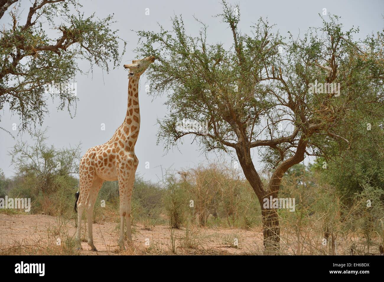 West African Giraffe - Niger Giraffe (Giraffa camelopardalis peralta ...