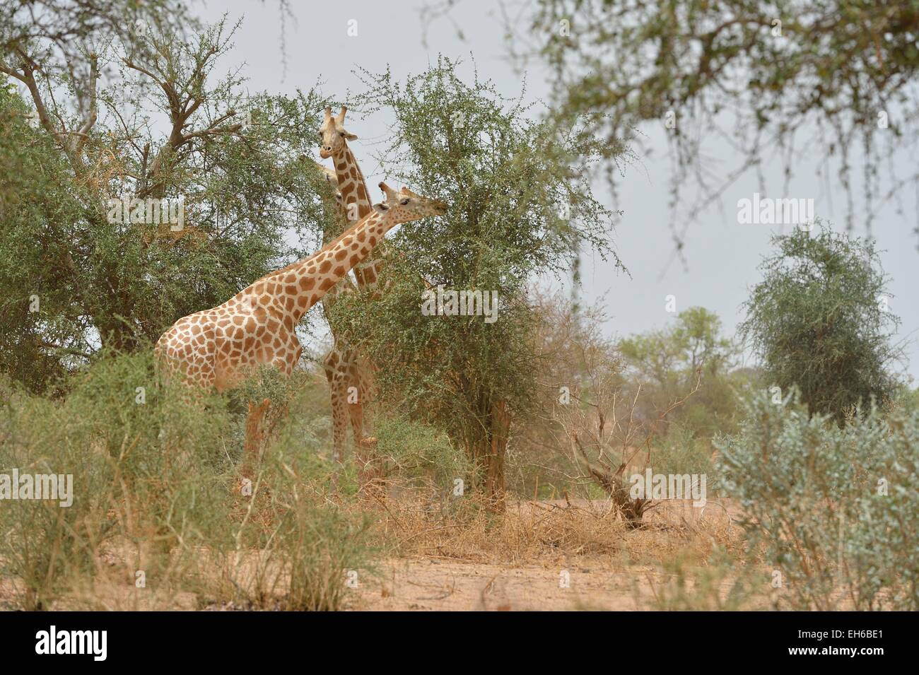 West African Giraffe - Niger Giraffe (Giraffa camelopardalis peralta ...