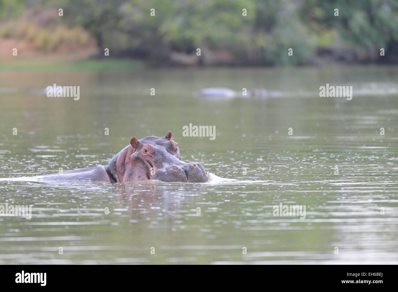 Hippopotamus - Hippo (Hippopotamus amphibius) swimming Pendjari ...